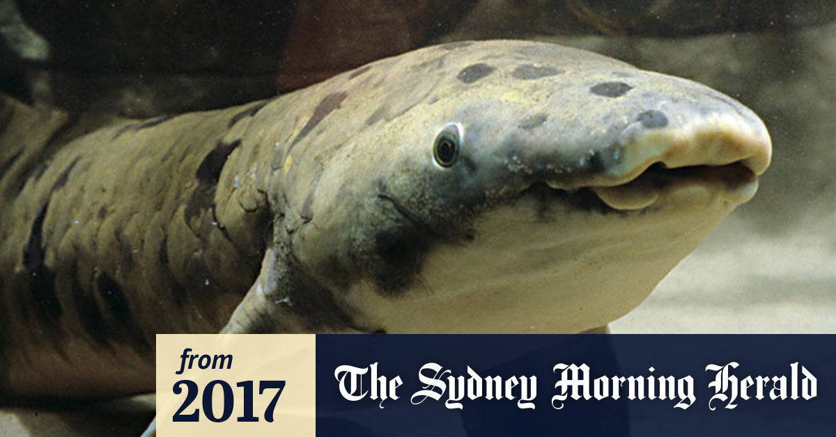 Video: World's oldest fish passes on