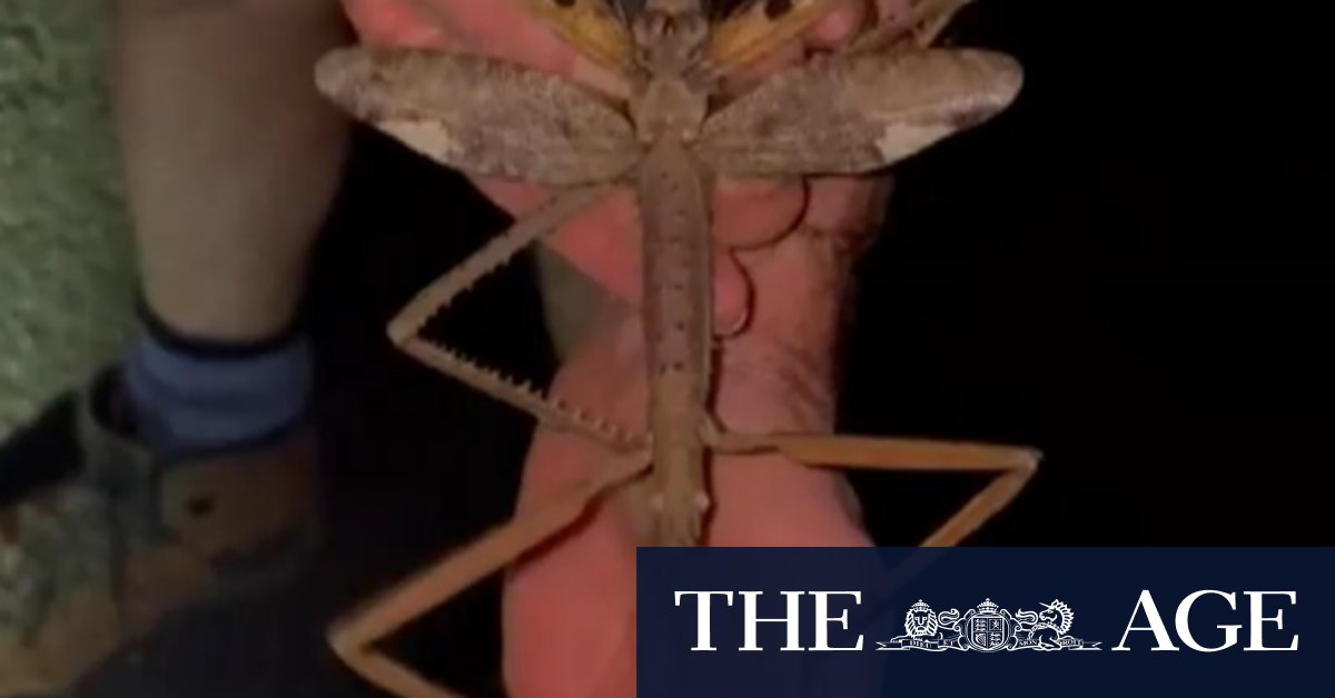 Giant Stick Insect Discovery: New Species Found in Queensland ...
