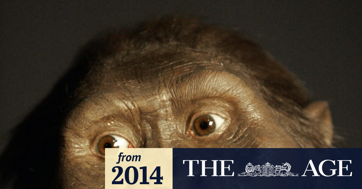 'Out of Africa' theory of human evolution under fire