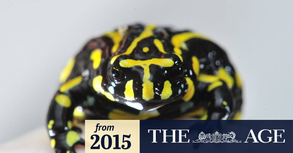 Melbourne Zoo's tiny Baw Baw birthday frogs raise hopes of saving ...