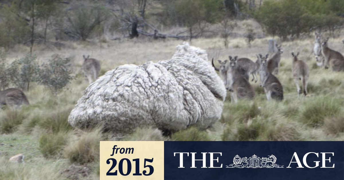 Video: Chris the sheep in the wild
