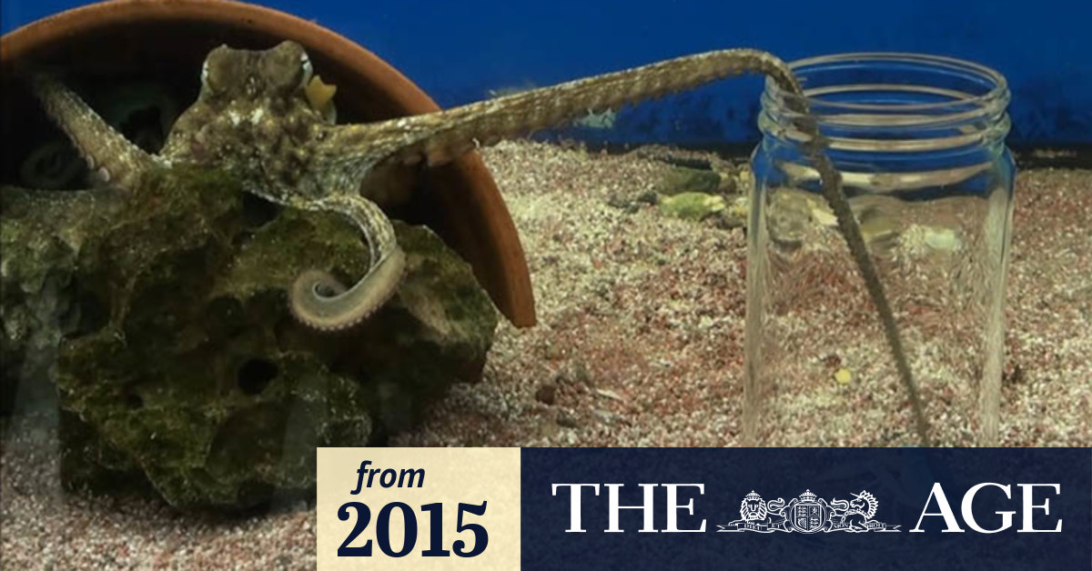 Video: How does the octopus move so well?