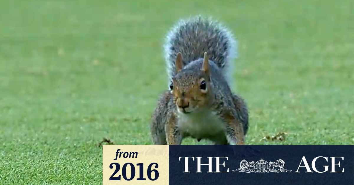 Video: Cricket squirrel