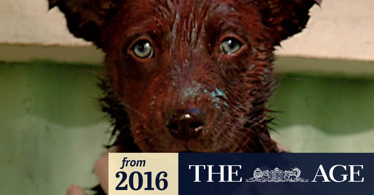 Video: Teaser: Red Dog - True Blue