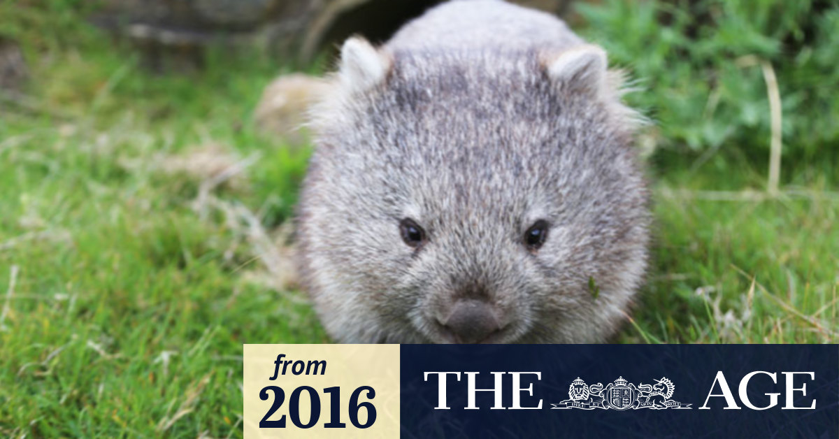 Video: Driver dies after hitting wombat