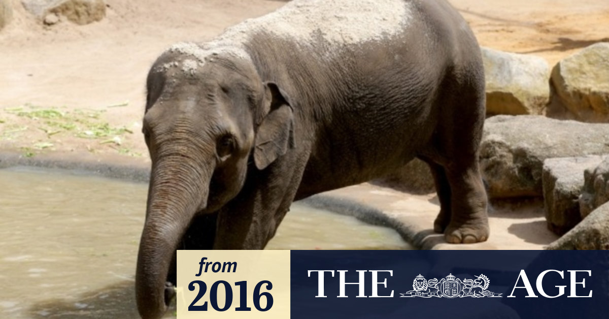 Baby elephant still in critical condition