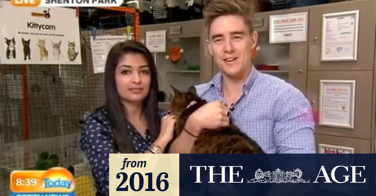 Video: Perth's Cat Cafe