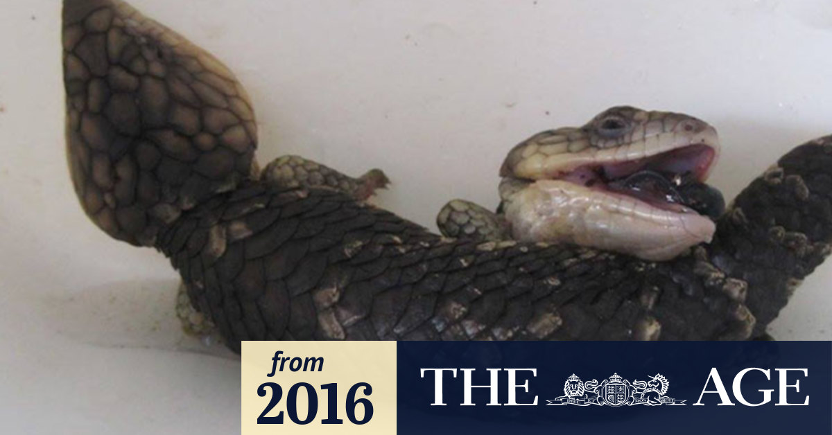 Video: Two headed lizard discovered in Dunsborough