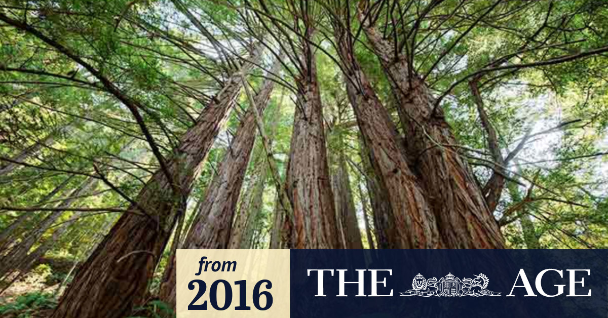 Video: Giant trees cloned to fight climate change