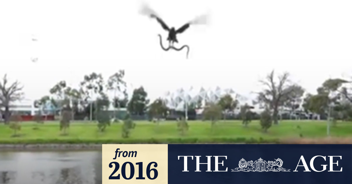 Video: Real or fake? Hawk drops snake on family