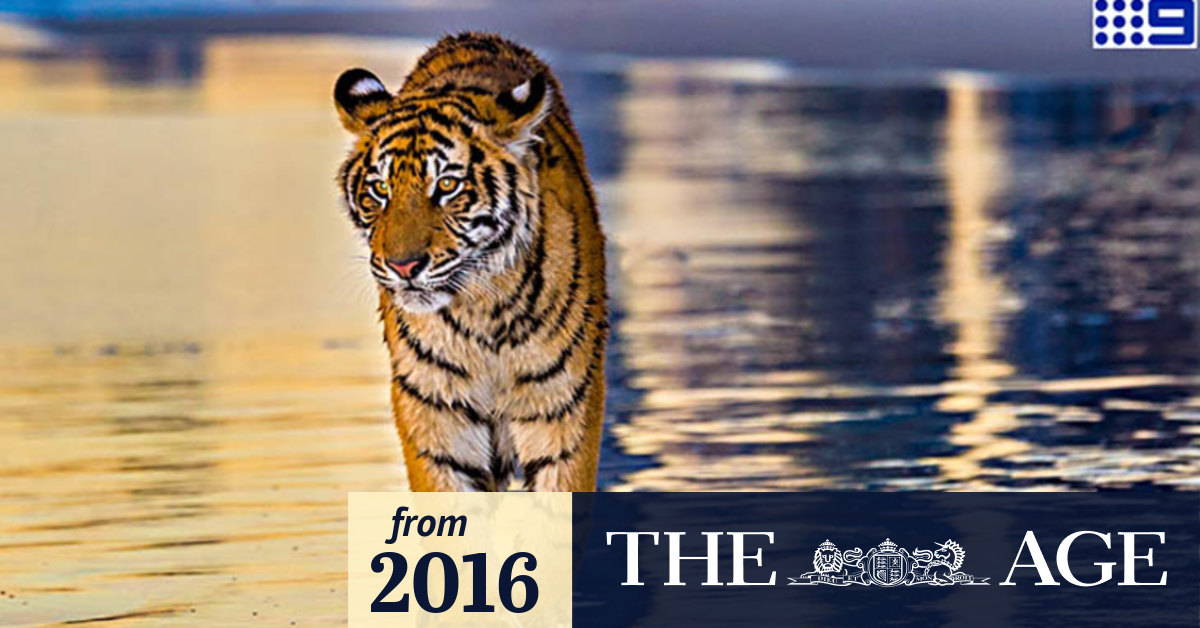 Video: Tiger on the beach