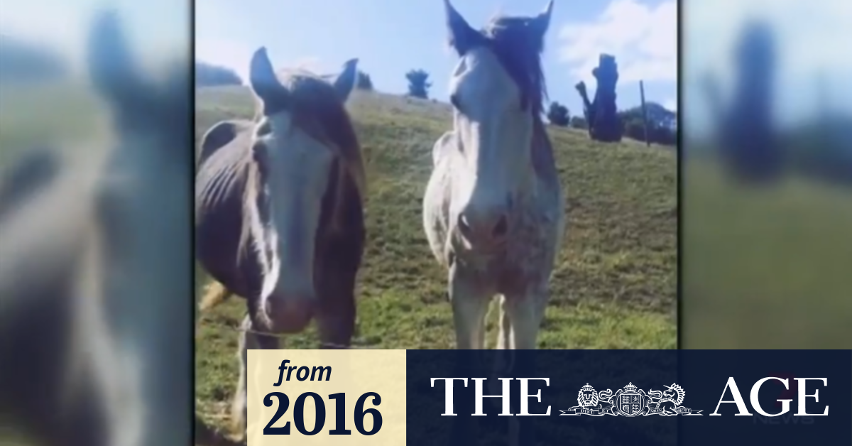 'How many horses have to die?': RSPCA raids Mornington Peninsula trail ...