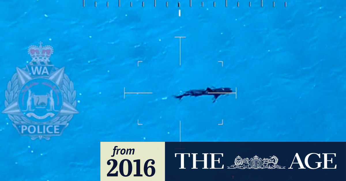 Video: Shark at Trigg Beach