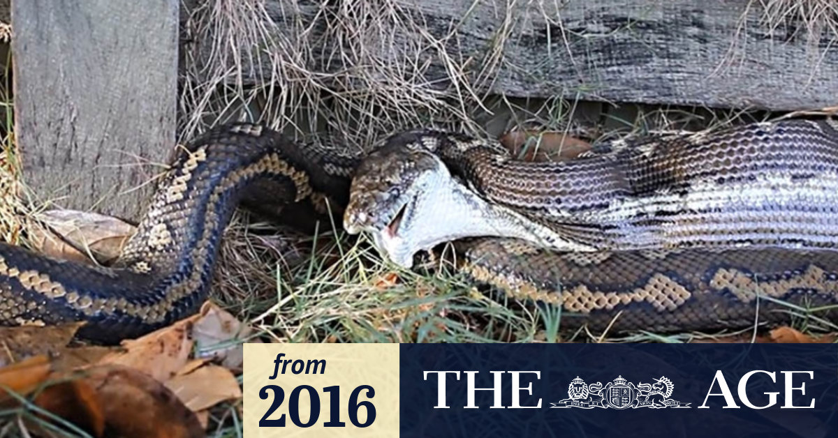 Video: Snake eats family cat
