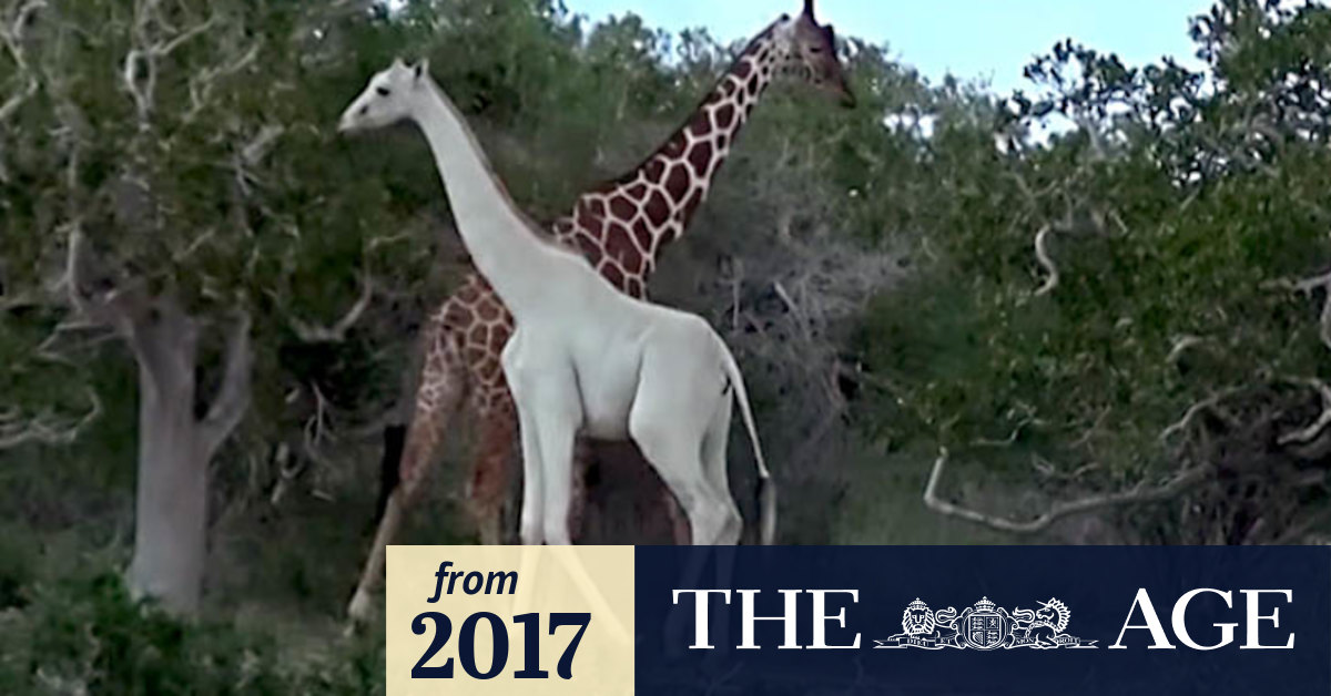 Video: Rare white giraffes sighted in Kenya