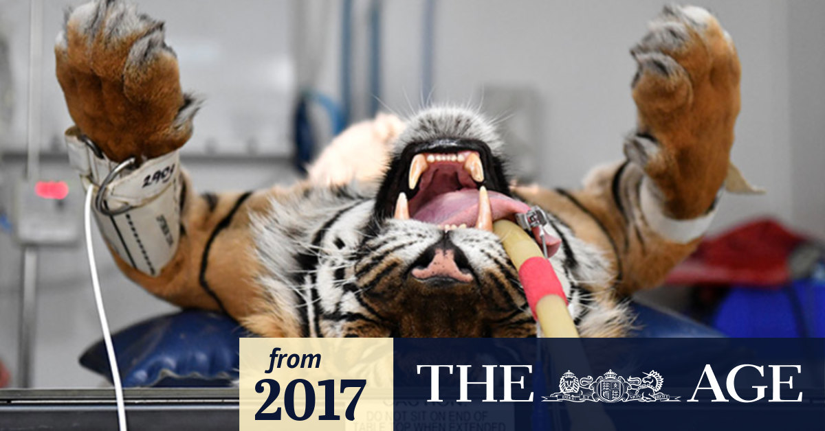 Video: Heads or tails? Melbourne Zoo tiger's double surgery day