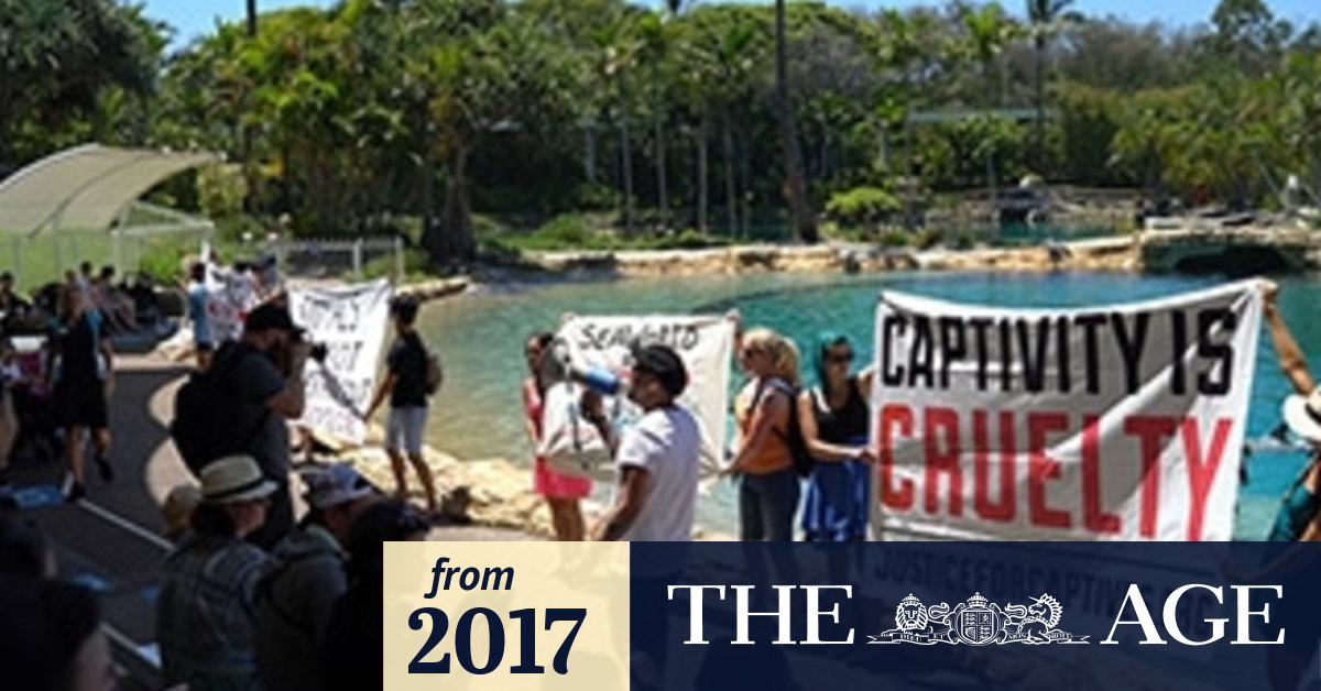 Video: Protest at Sea World dolphin show