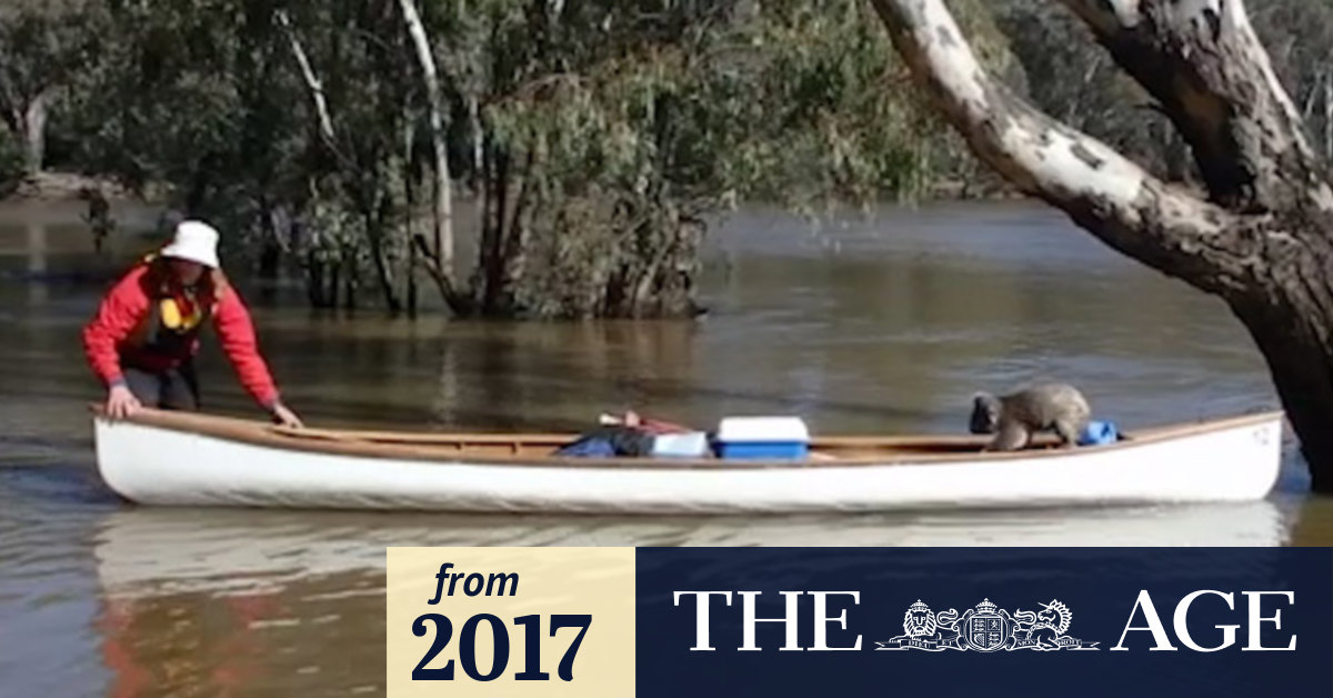 Video: Stranded koala rescued with a canoe