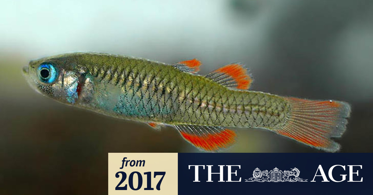 Video: Saving a rare desert fish