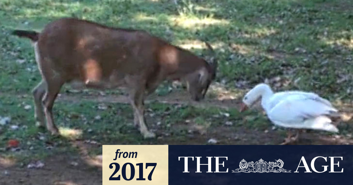 Video: Goose takes on goat