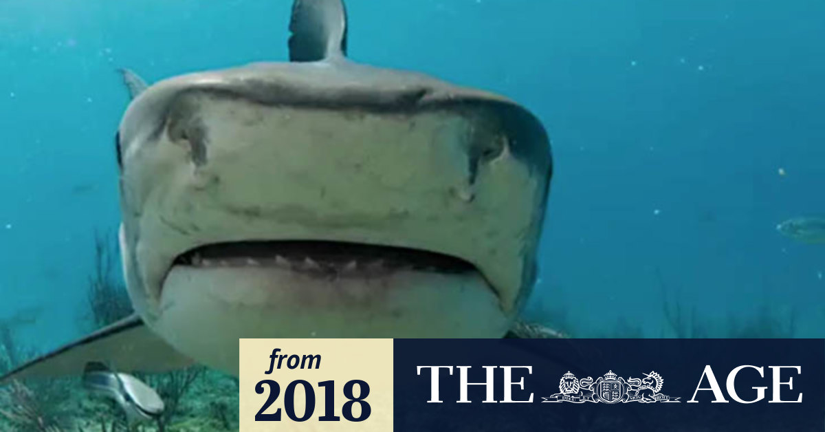 Video: Blue Planet 2: WA Tiger Sharks