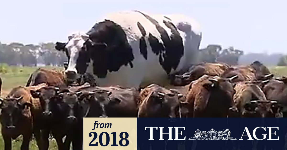 Video: Meet the biggest 'cow' farmers have ever seen