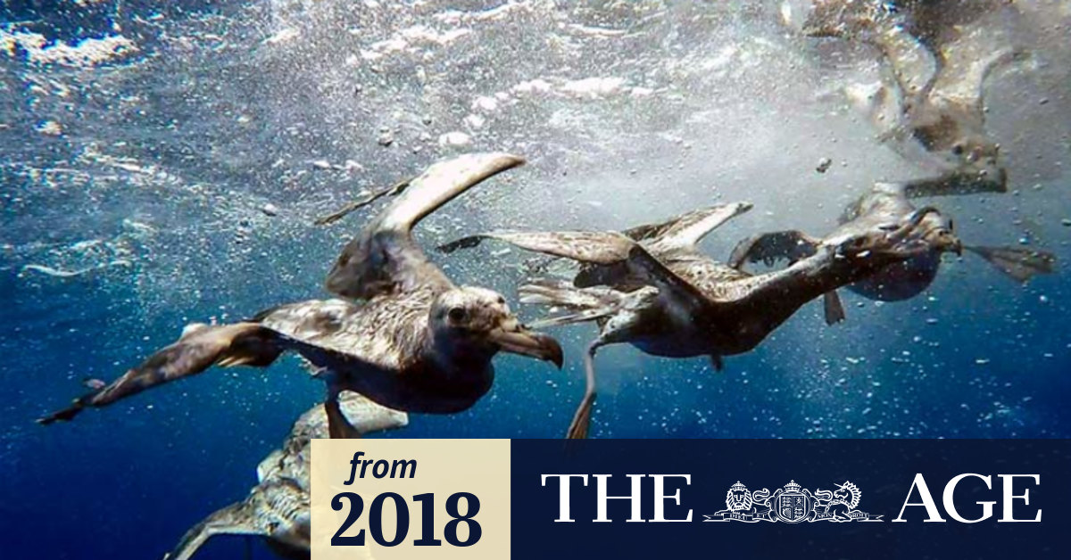 Video: 274 pieces of plastic inside one bird