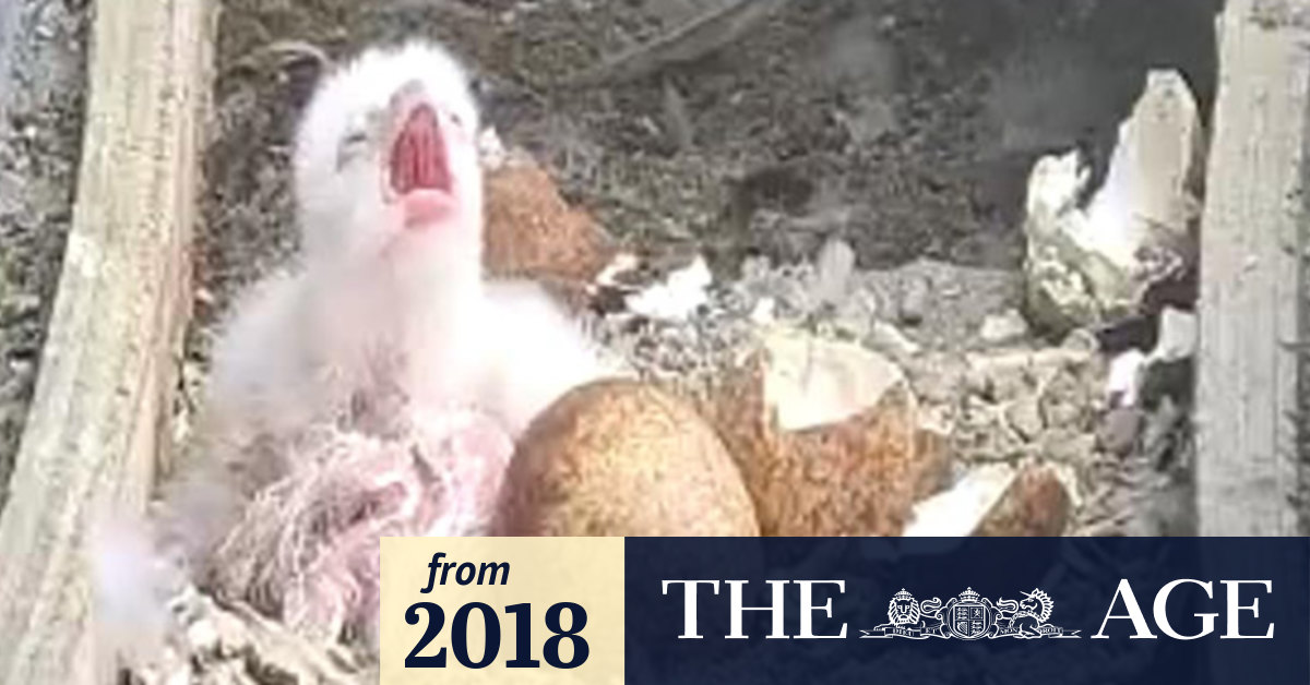 Video: Time lapse: baby falcons cry for first feed