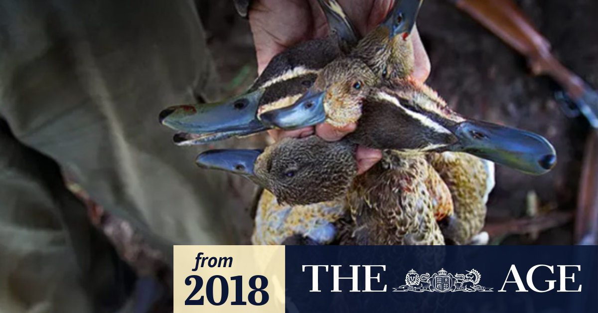 Video: Toxic duck threat as hunting season begins