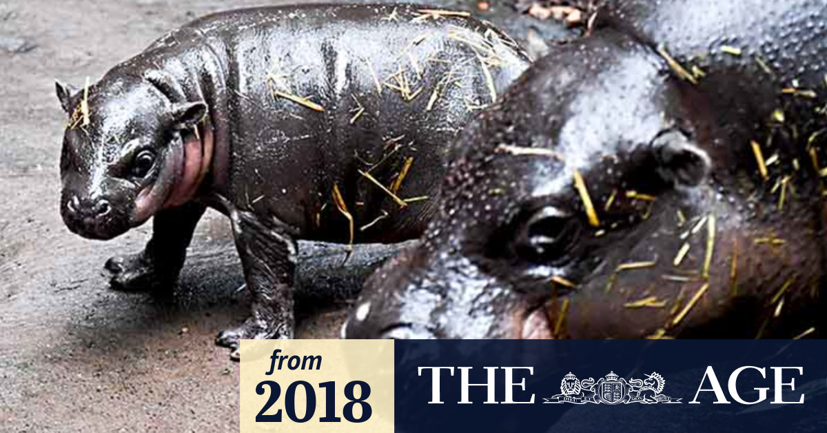 Video: Pygmy hippo turns one at Sydney's Taronga Zoo