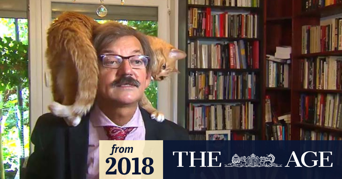 Video: Cat interrupts TV news interview