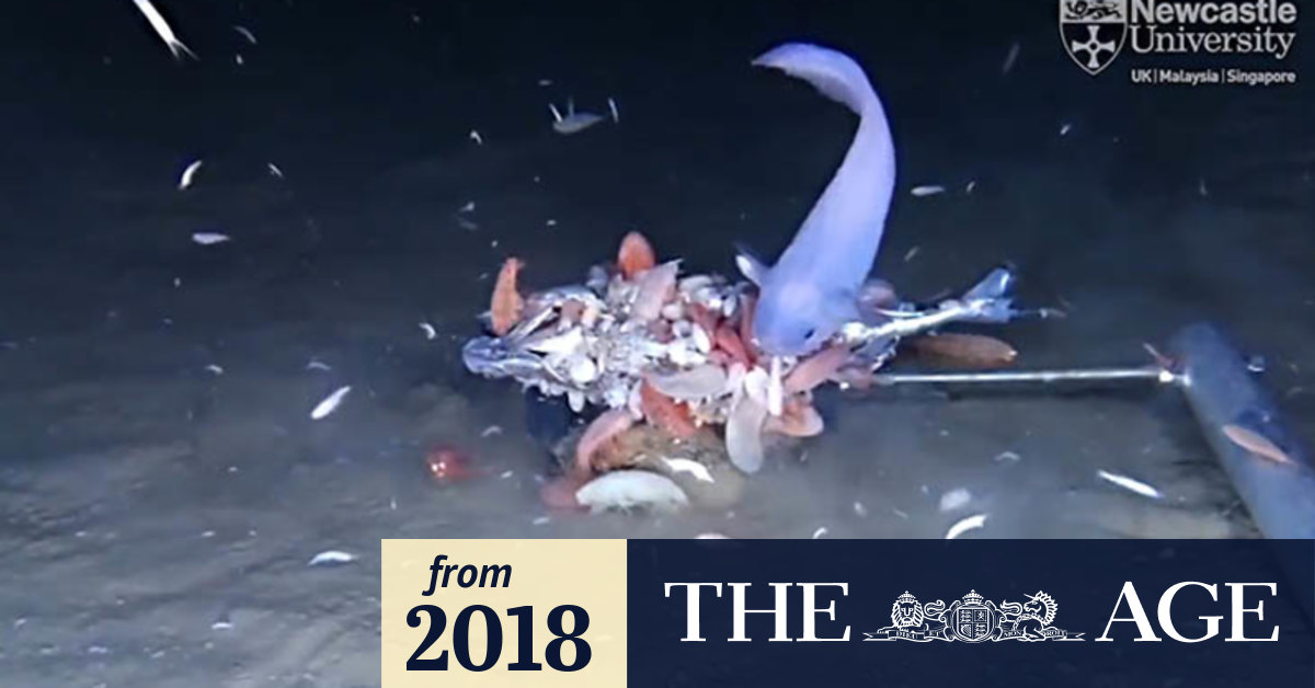 Video: New sea creatures discovered on Pacific Ocean floor