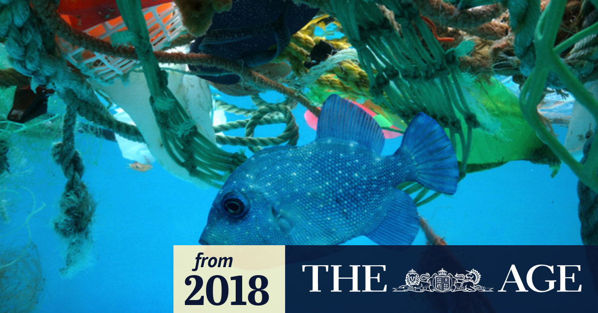 Video: Hong Kong's plastic-eating fish pose toxic risk