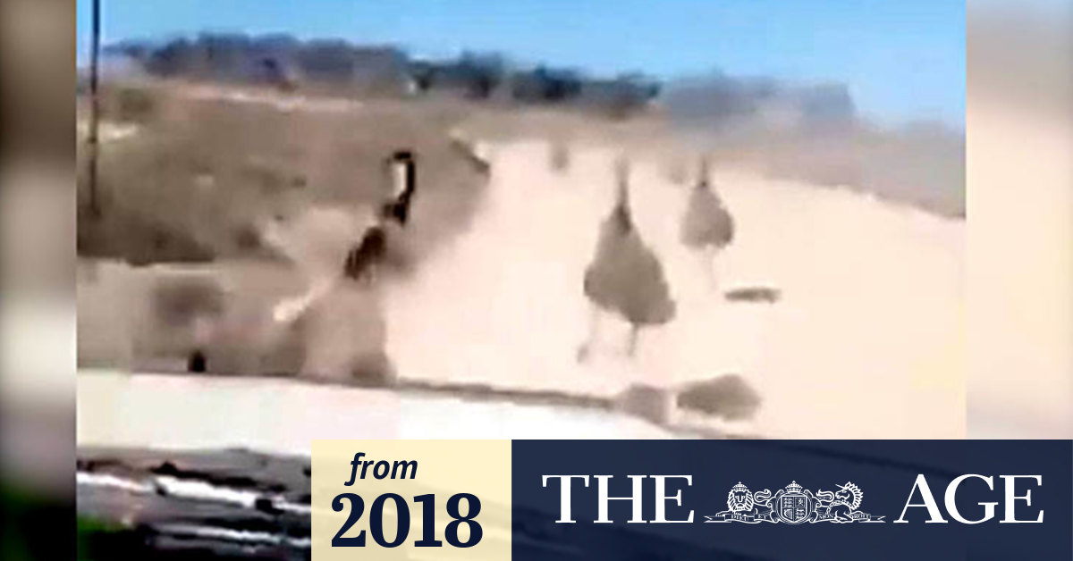 Video: Shocking video shows man running down emus