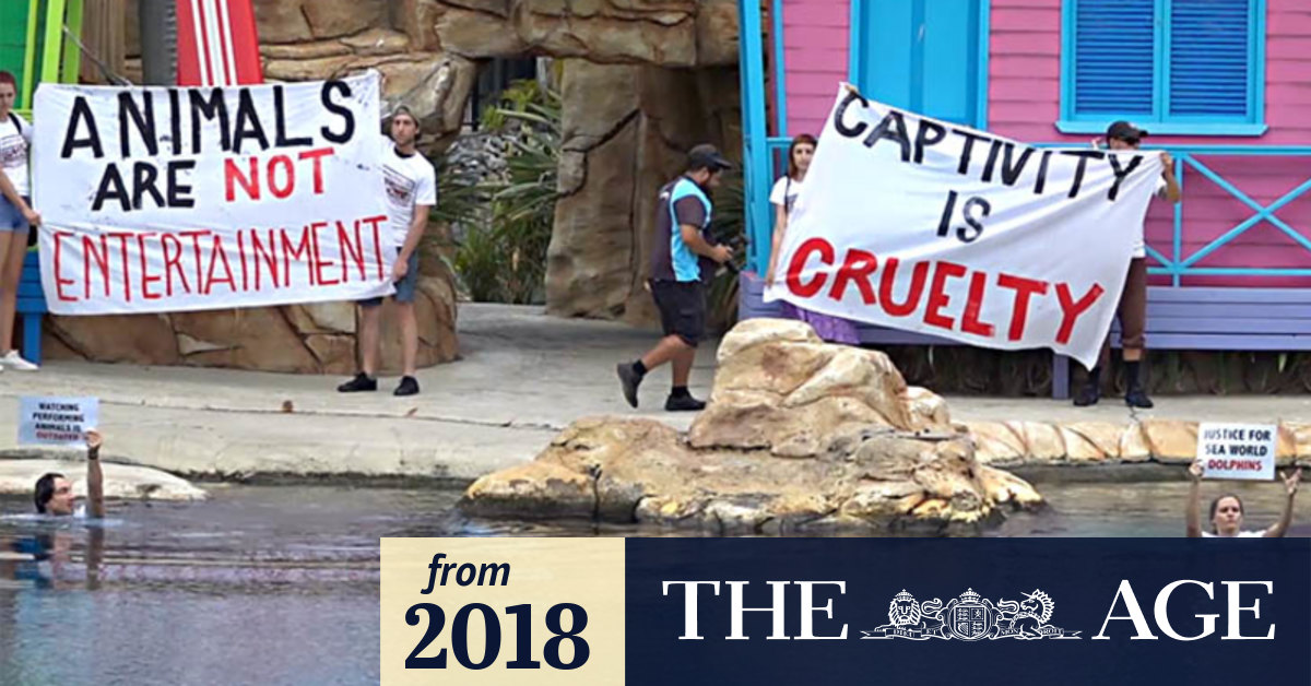 Video: Activists shut down Sea World dolphin shows