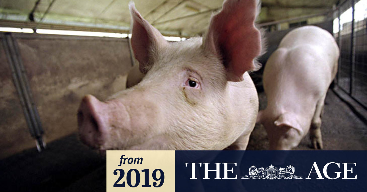 Video: Scientists restore activity in dead pig brains