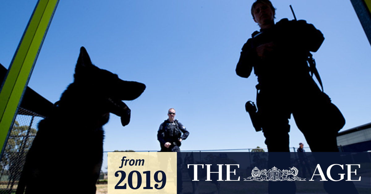 Video: What makes a good police dog?