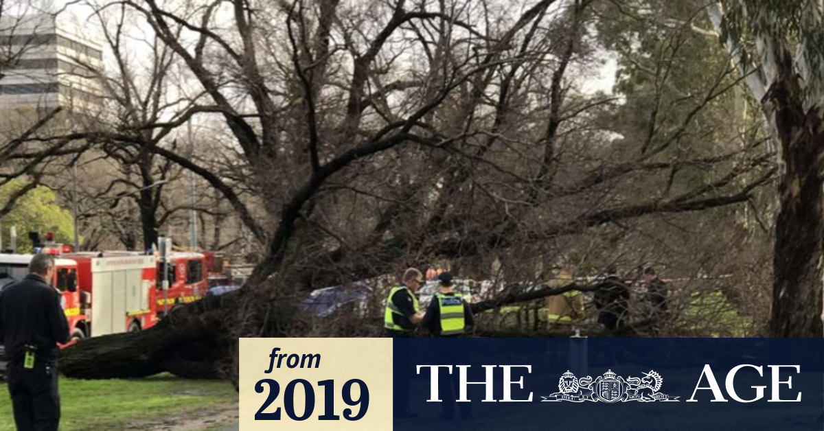 Video: Woman dies after tree fall