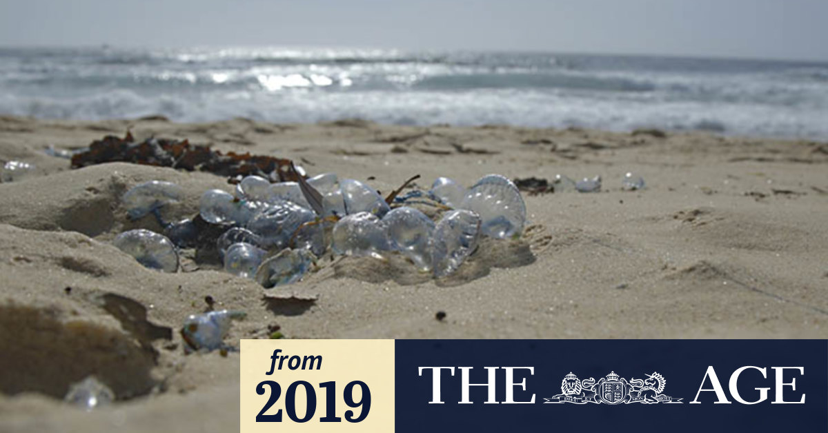 Video: How to treat a bluebottle sting