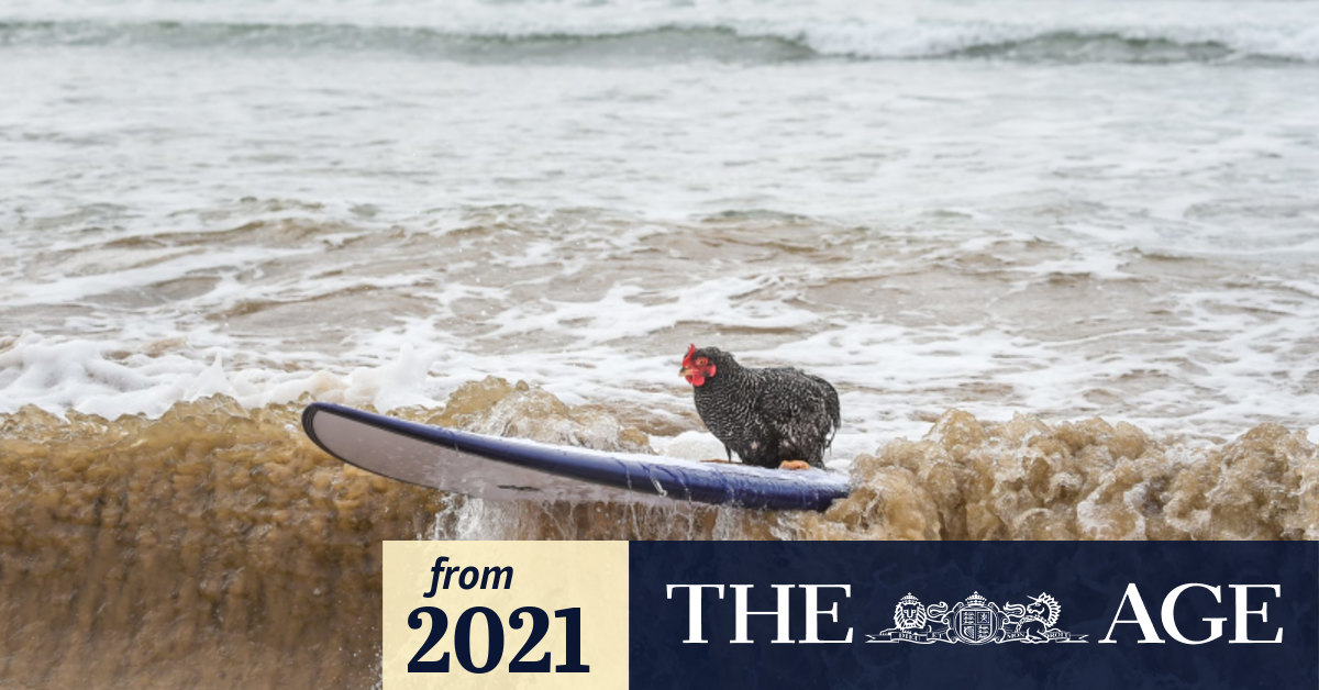 This chook takes to surfing 'like a duck to water'