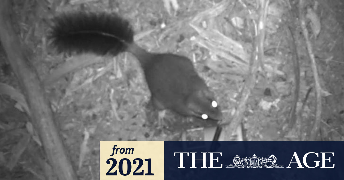 Video: Bushy tail marsupial caught on camera