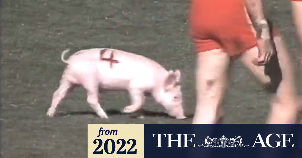 Video: 'There's a pig at full forward'
