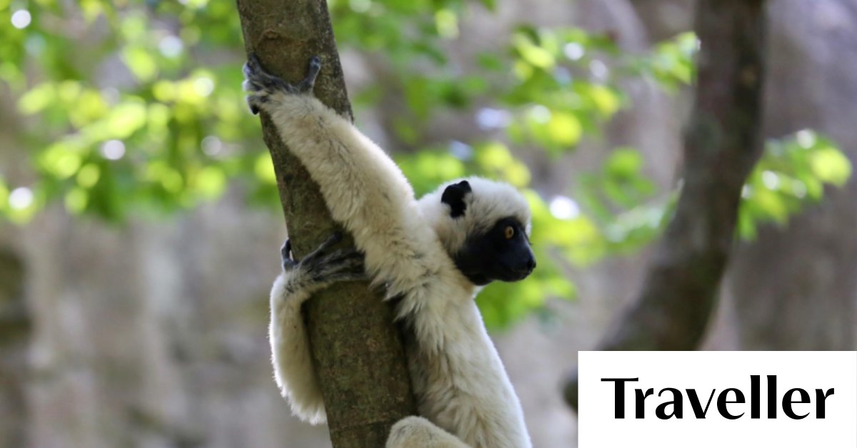 Madagascar travel: The pinnacle of wildlife tourism