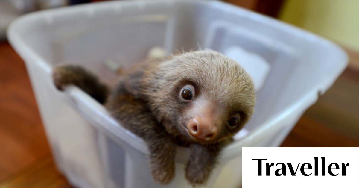 Sloth Sanctuary of Costa Rica photos: Meet the world's cutest animals