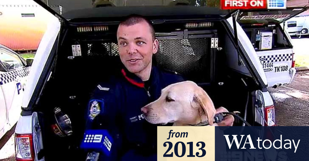 Video: Cop dogs on the job