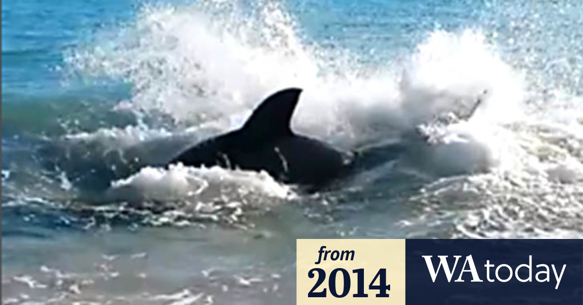 Video: Fisheries investigate shark death