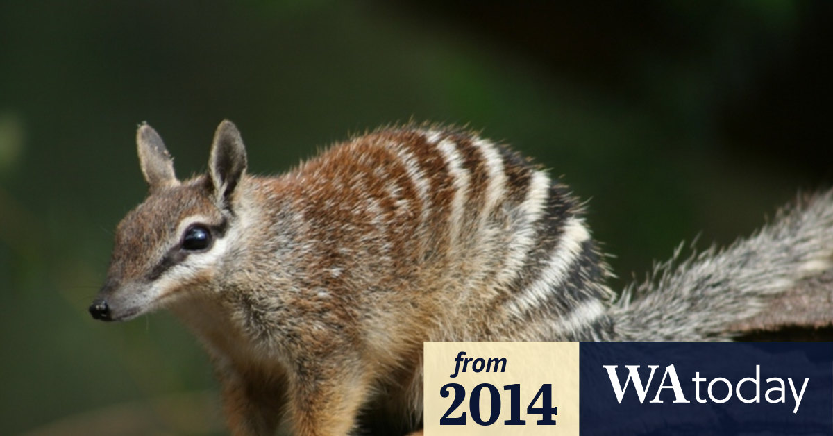 Numbat release brings hope of survival