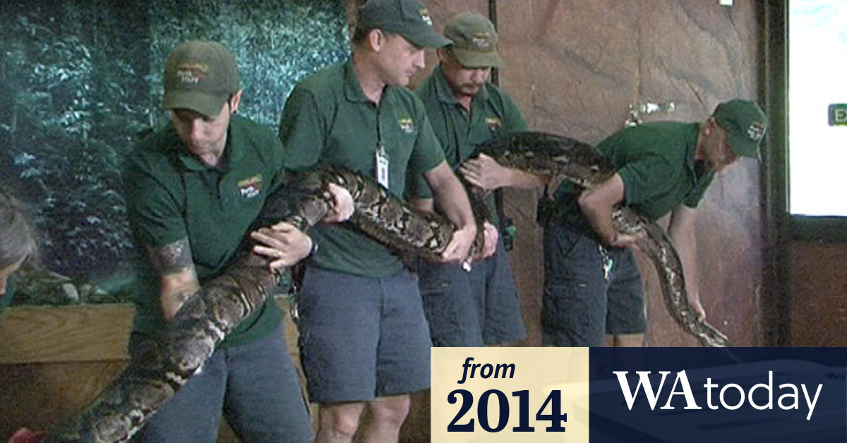 Video: Perth Zoo's 60kg python Cuddles gets an injection