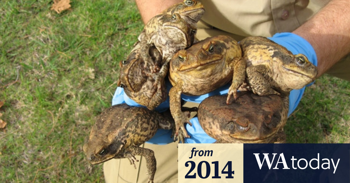 Cane toads may have been breeding on truck ride from Perth