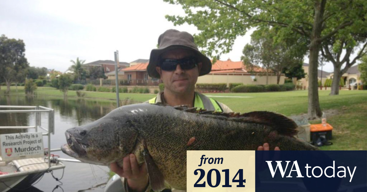 Giant Murray River cod found in Canning Vale lake